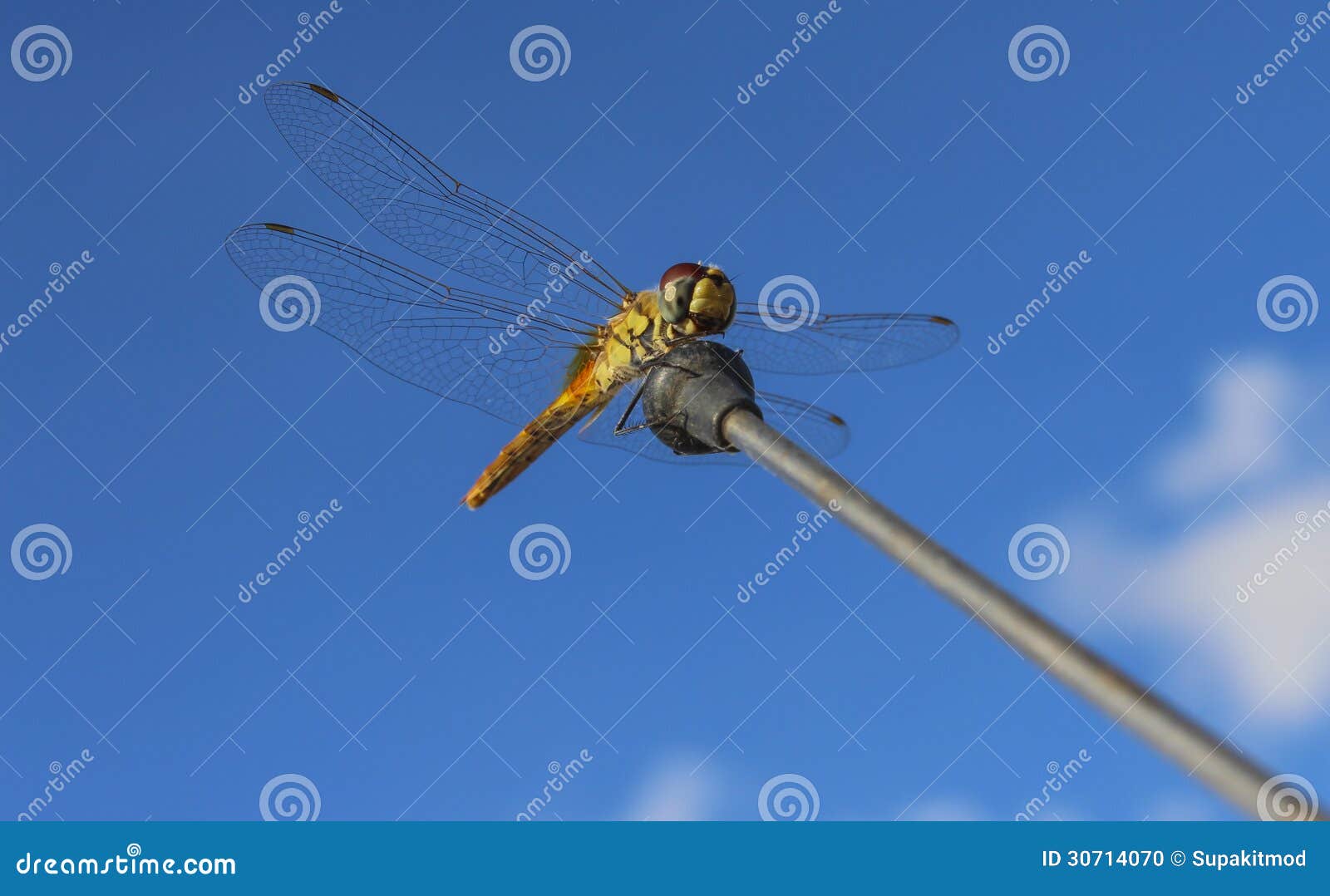 Close-up of Dragonfly stock photo. Image of insect, blue - 30714070