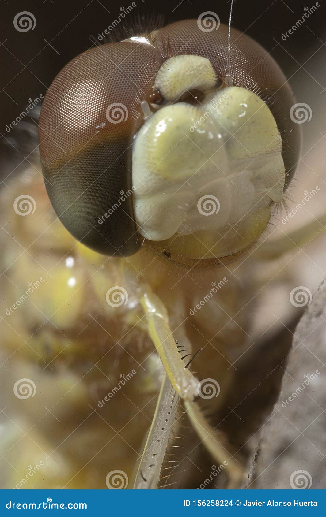 Close-up of Dragonfly, Eyes Stock Photo - Image of flavipes, grass ...