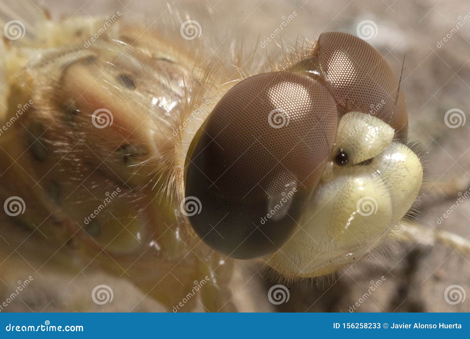 Close-up of Dragonfly, Eyes Stock Image - Image of insect, larva: 156258233