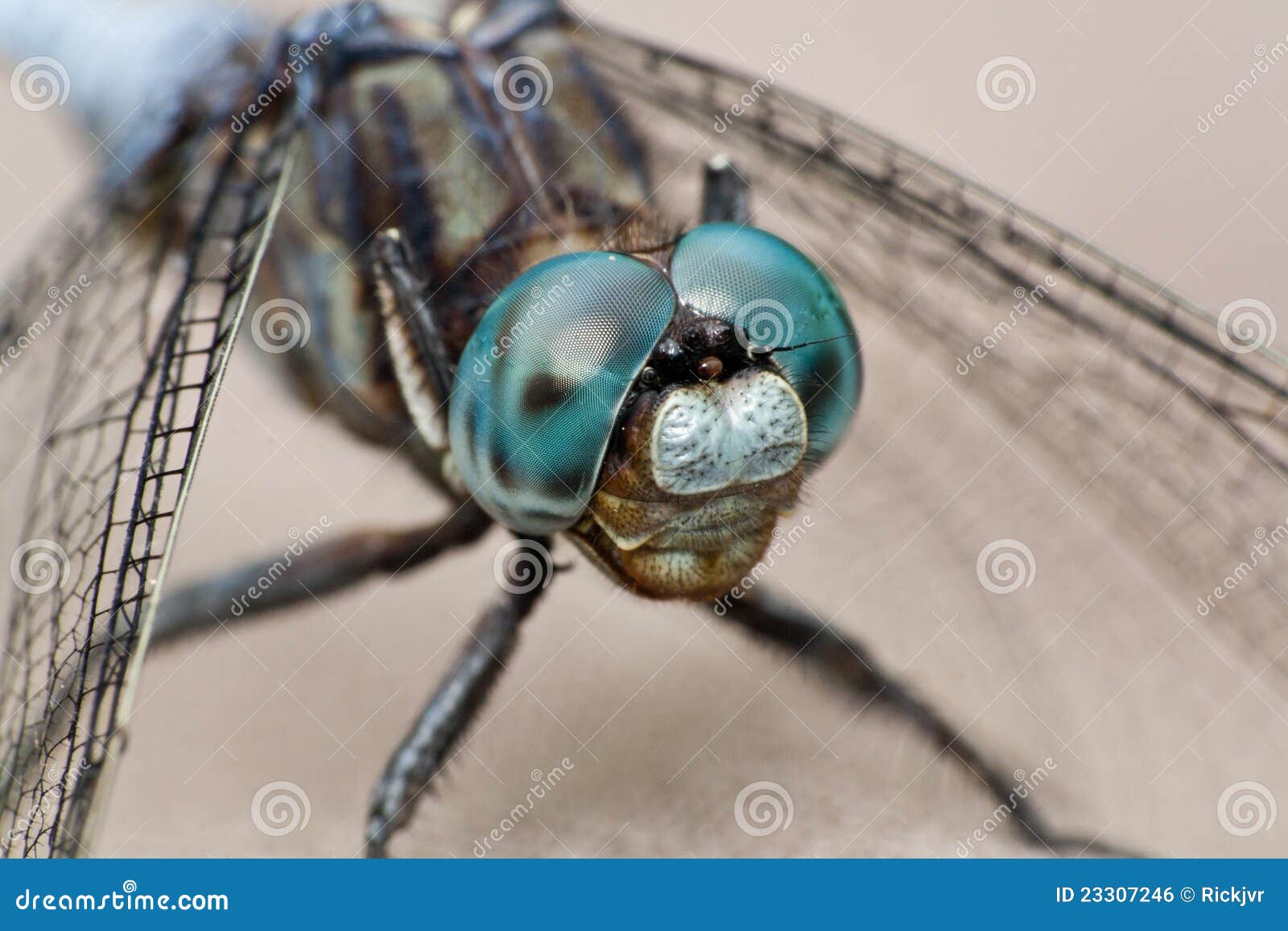 Close up of dragonfly face stock photo. Image of macro - 23307246