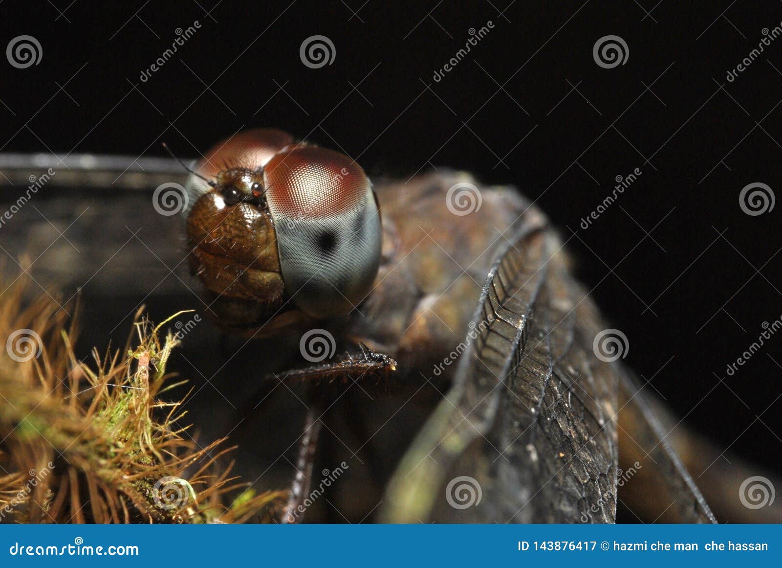 Close Up Dragonfly Face Stock Images - Download 208 Royalty Free Photos