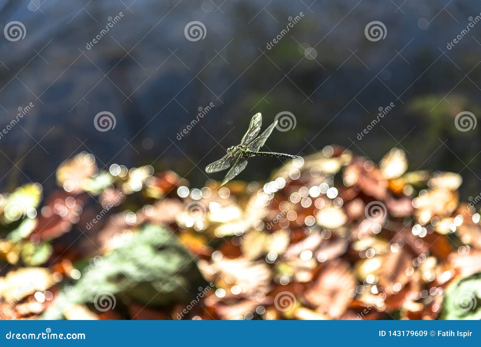 Close-up Dragonfly Flying Over the Lake in Autumn Stock Image - Image ...