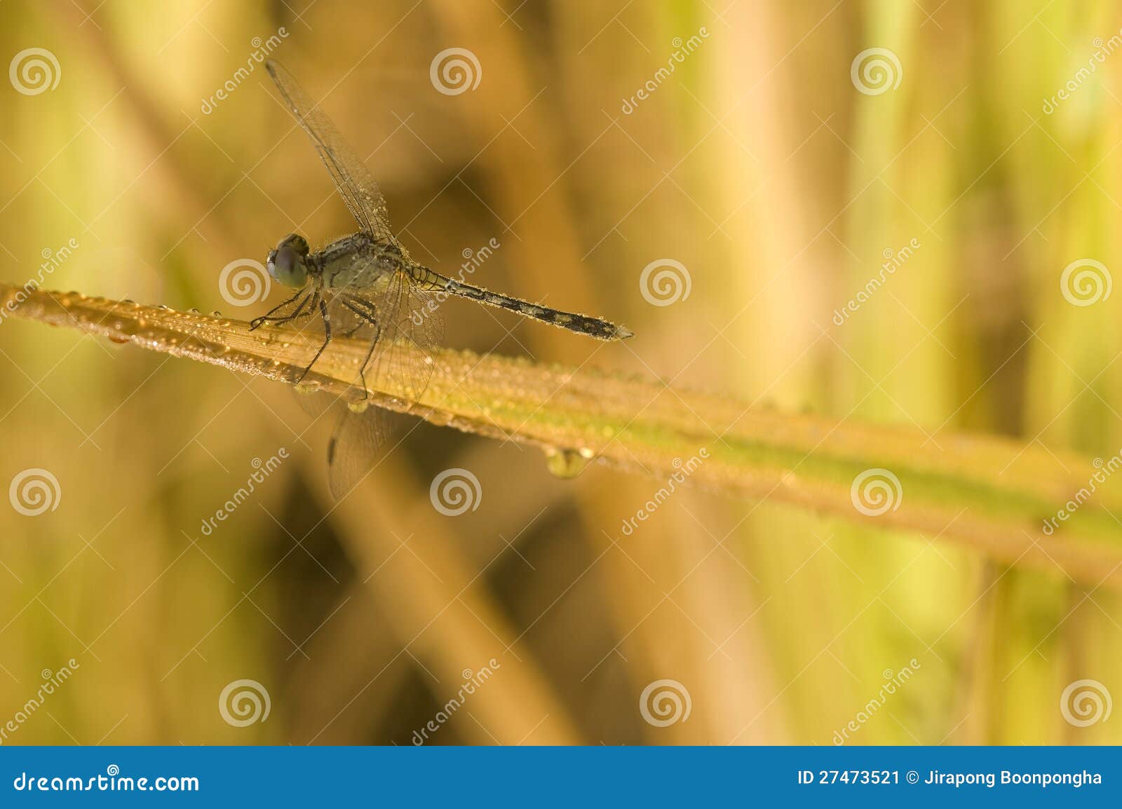 Close-up of Dragonfly Laying on Ear of Rice Stock Image - Image of ...