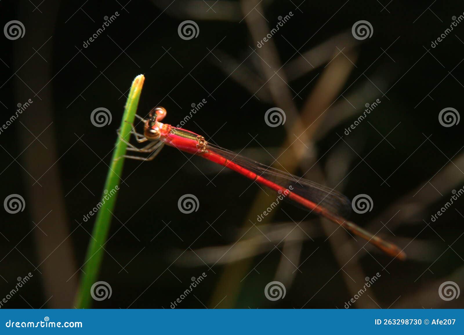 Close-up Dragonfly Night Time Stock Photo - Image of wild, detail ...