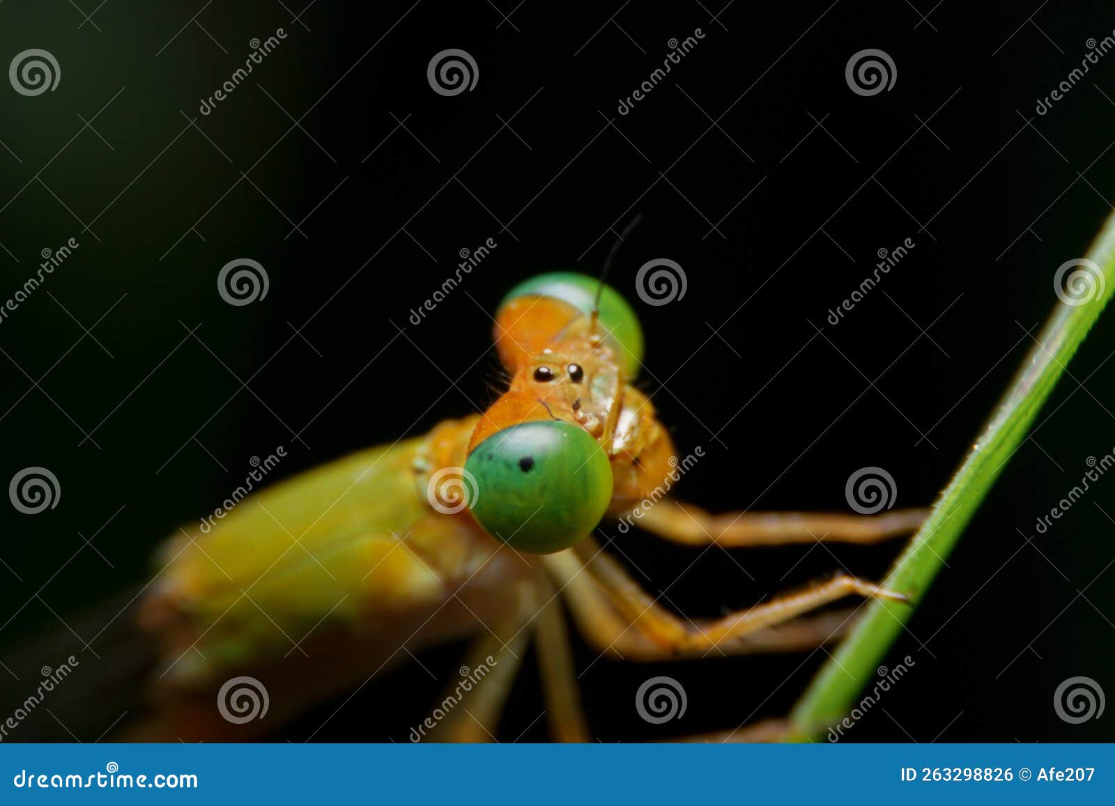 Close-up Dragonfly Night Time Stock Photo - Image of nature, life ...