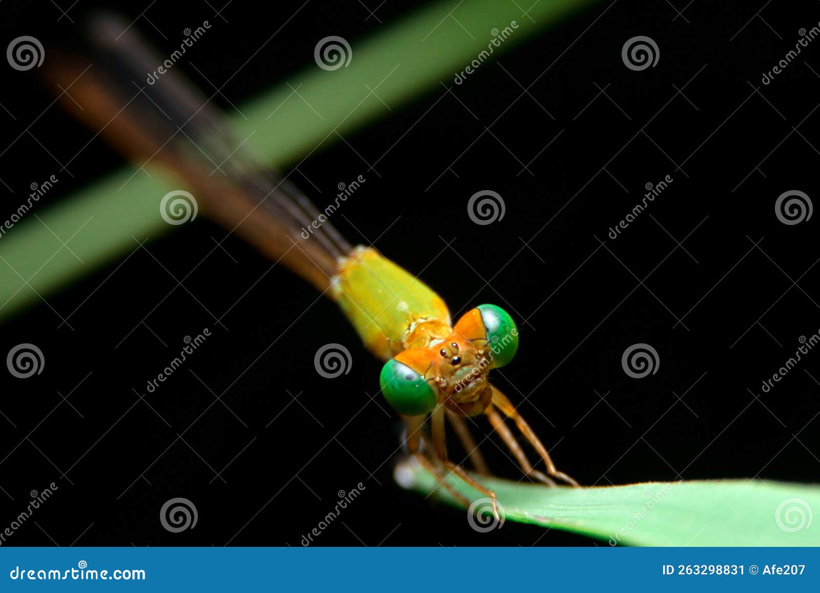 Close-up Dragonfly Night Time Stock Image - Image of background, plant ...