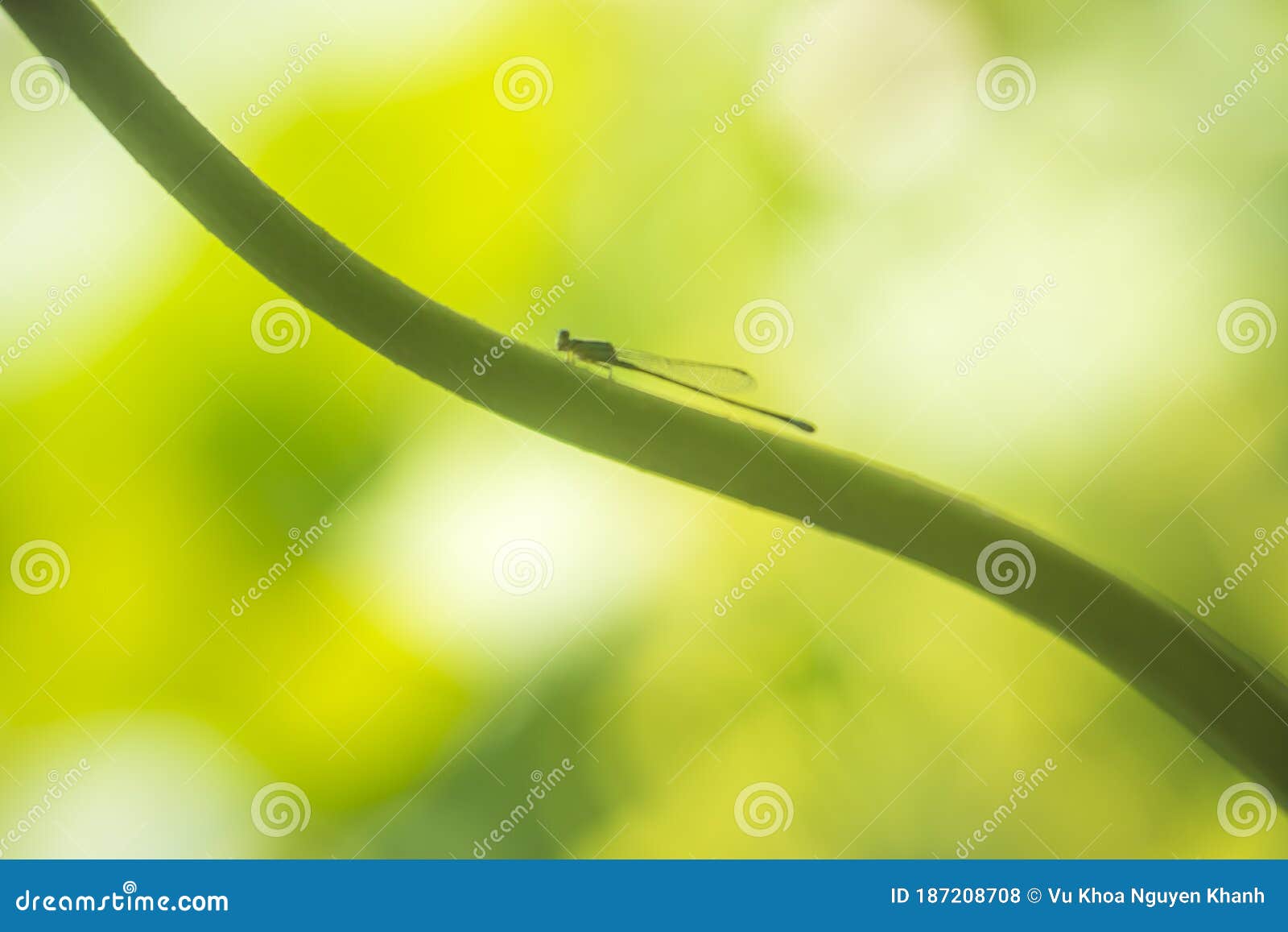 Close Up Dragonfly Perched on Lotus Bud Stock Photo - Image of garden, closeup: 187208708