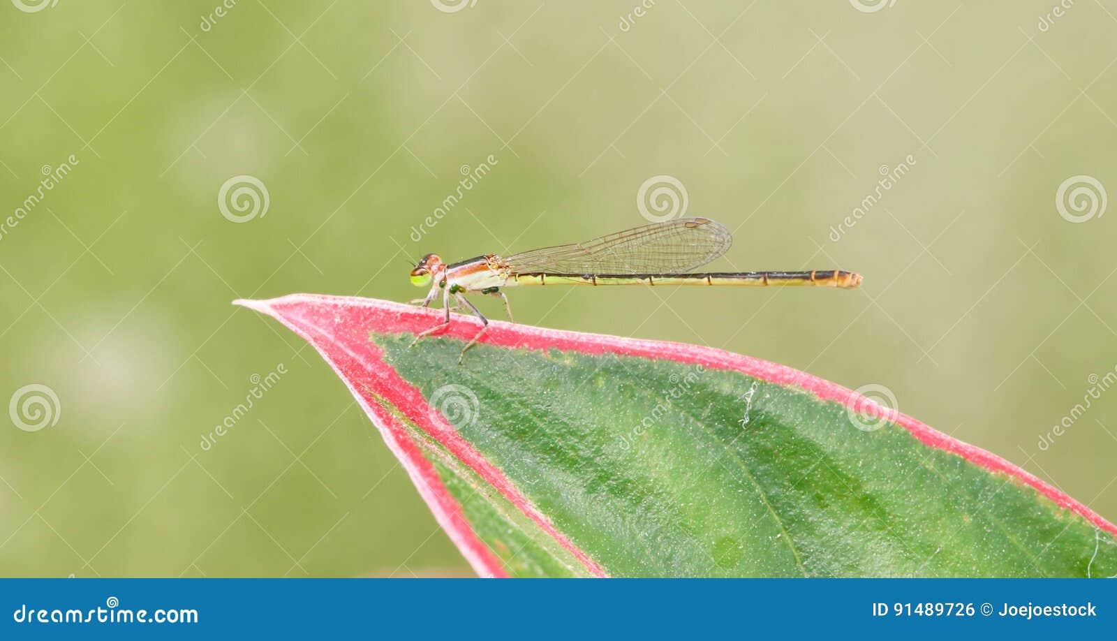 Close Up of Dragonfly Rest on Red Stock Photo - Image of animal, little ...