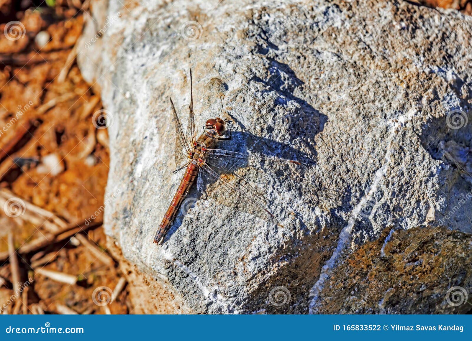 Close Up Dragonfly in Nature Stock Photo - Image of natural, collection ...