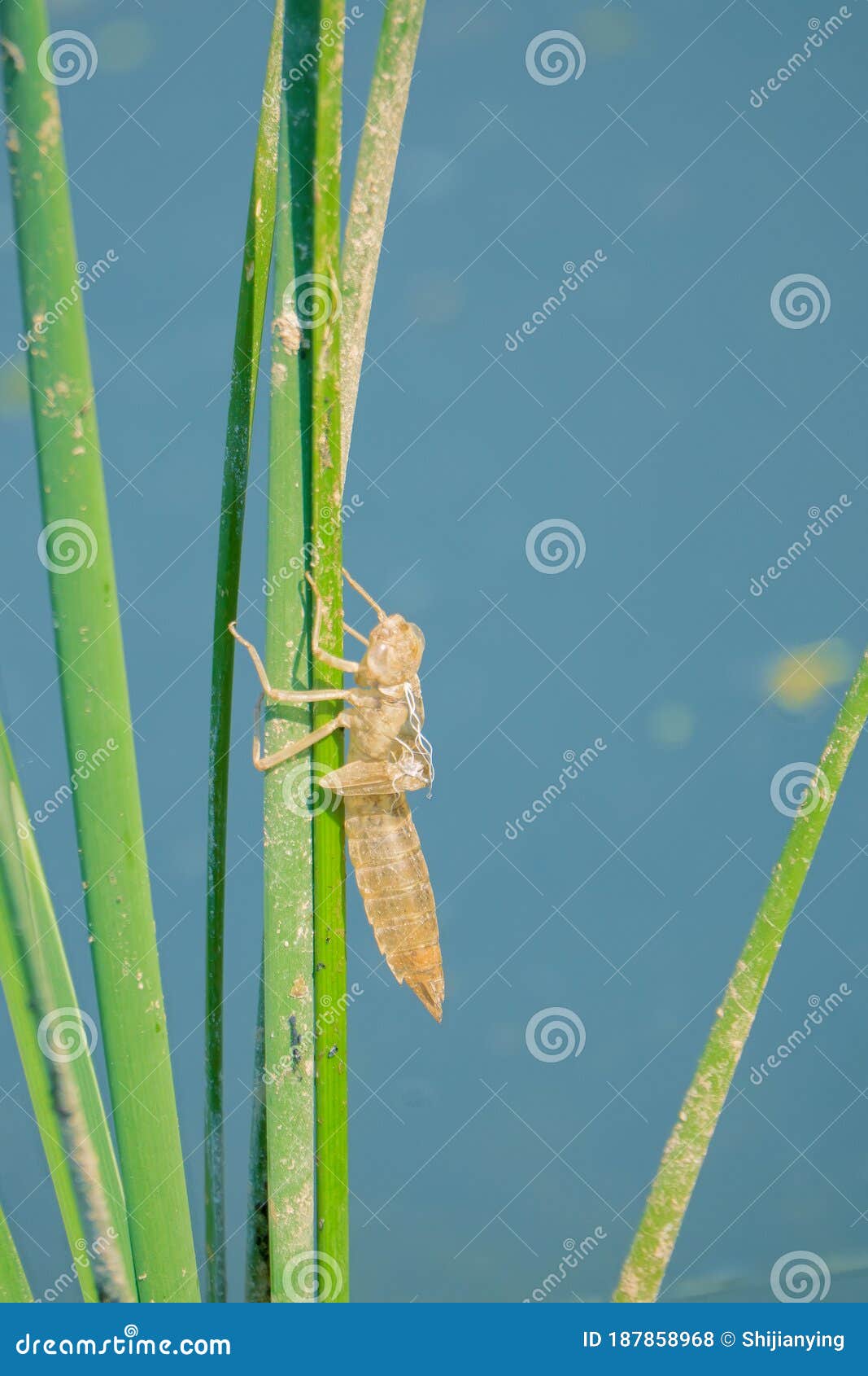 Dragonfly shell stock photo. Image of leaf, wildlife - 187858968