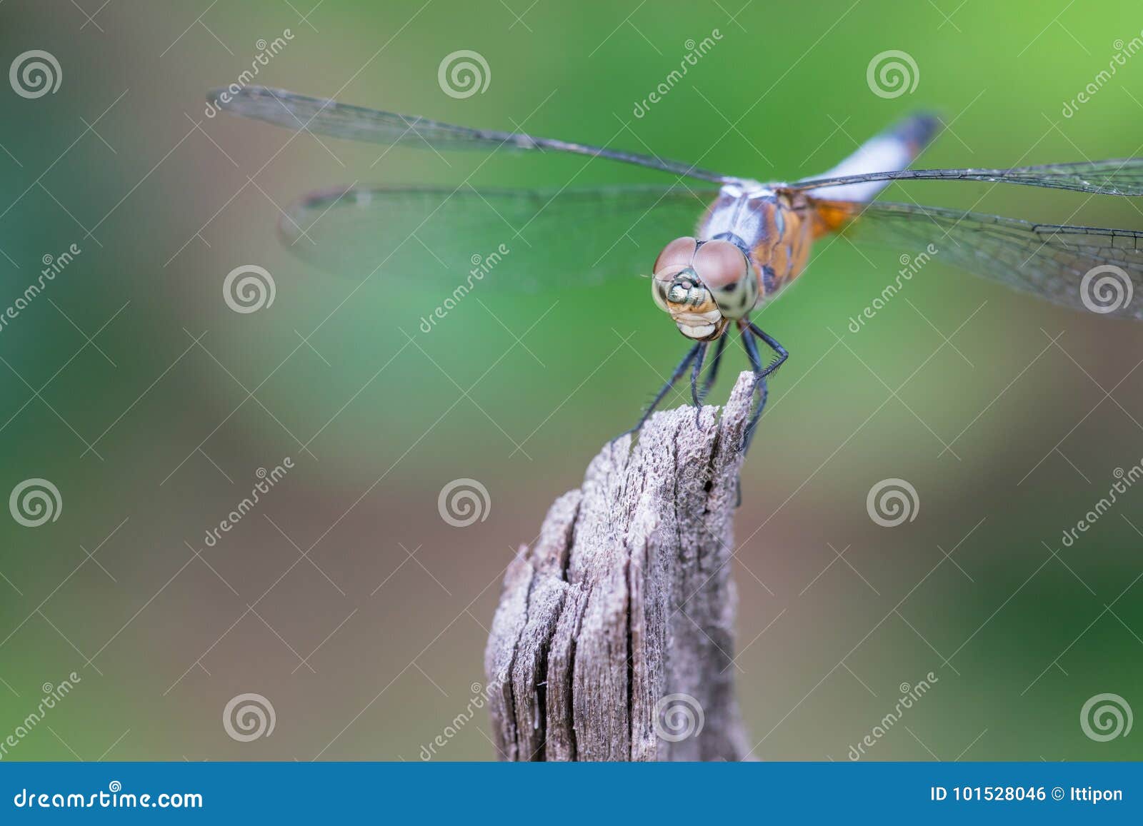 Dragonfly Show Eye and Wing Stock Photo - Image of closeup, wildlife ...