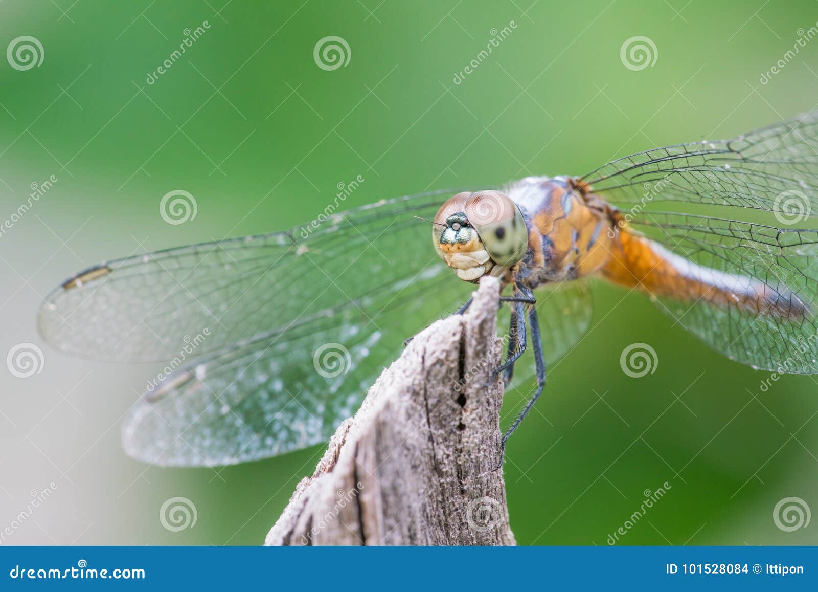 Dragonfly Show Eye and Wing Stock Photo - Image of insects, eyes: 101528084