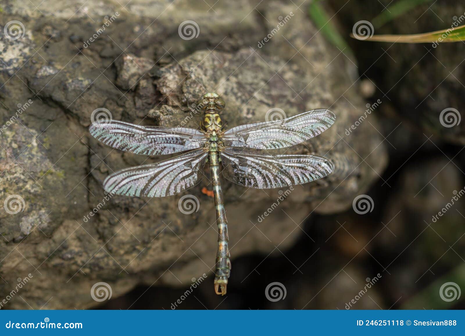 Close Up of a Dragonfly on a Stone. Dragonfly Top View Stock Photo ...