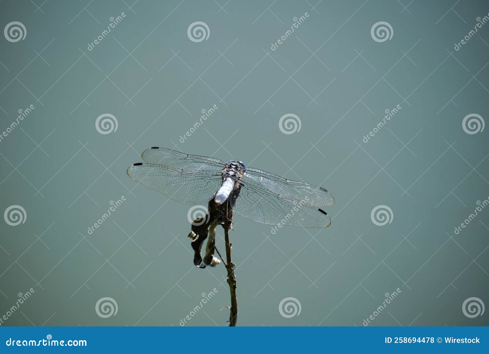 Close-up of a Dragonfly on the Surface of the Water Stock Photo - Image ...
