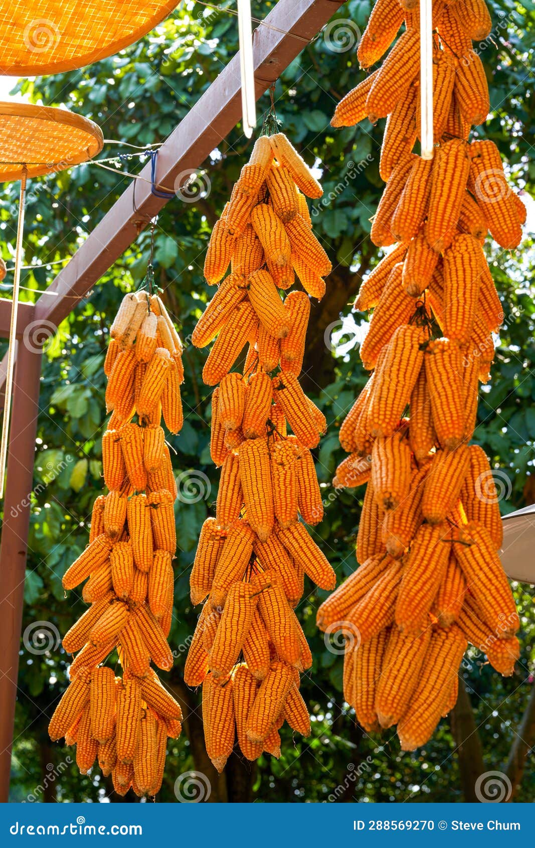Close-up of Dried Corn Cobs Drying in the Countryside Stock Photo ...