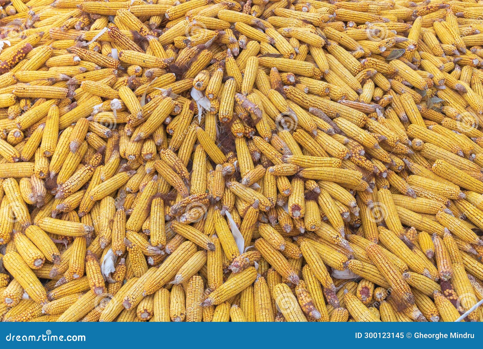 Close Up of Dried Corn Cobs Texture - Concept for Feeding Animals Stock ...