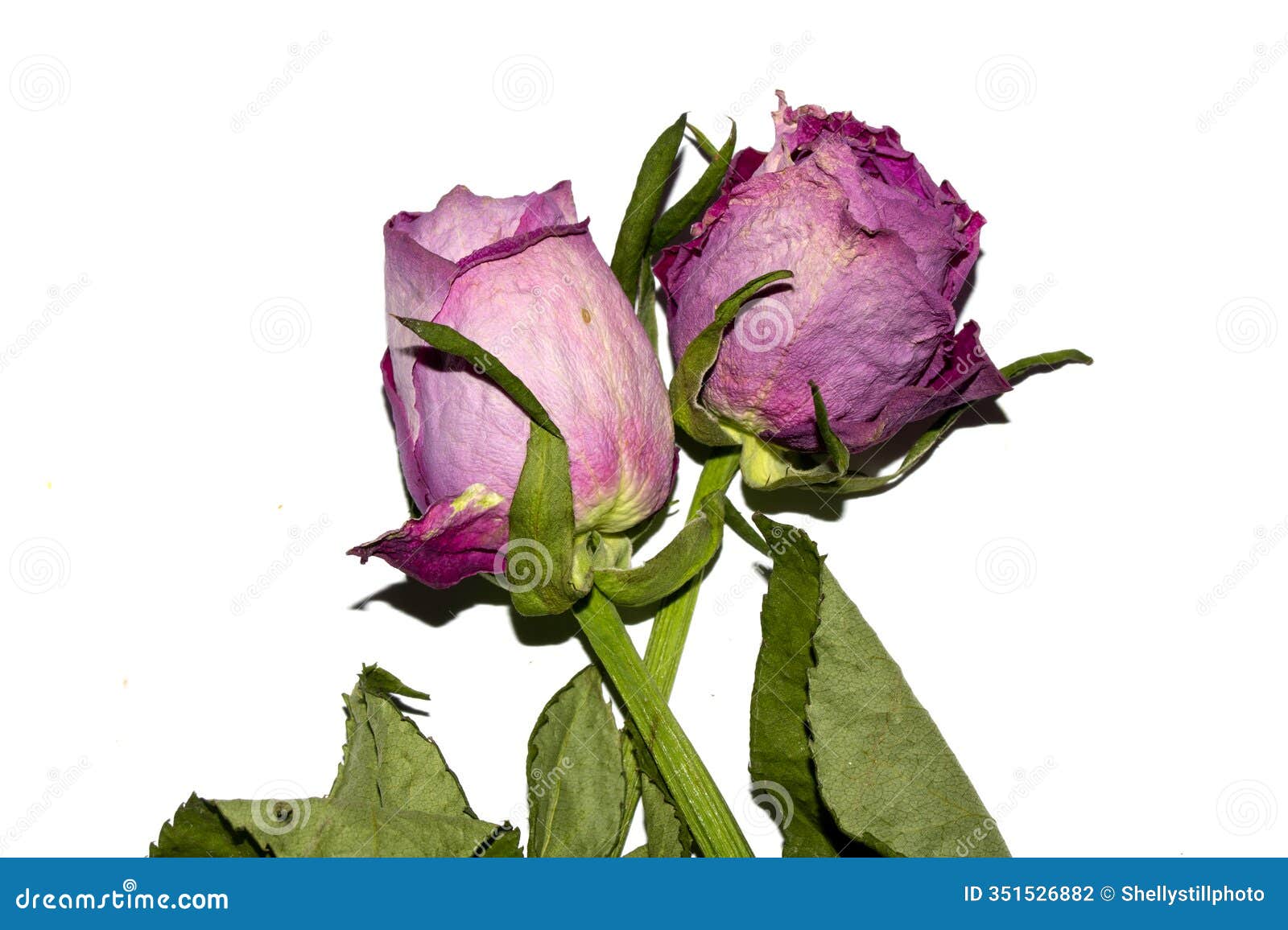 Close Up of a Dried Dead Red Rose Flower and Petals Stock Photo - Image ...