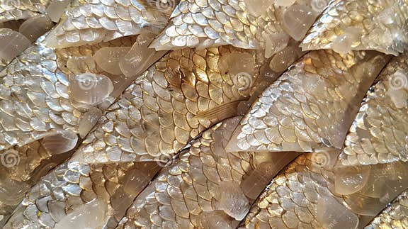 Close-up of Dried Fish Scales with a Textured and Repeating Pattern ...
