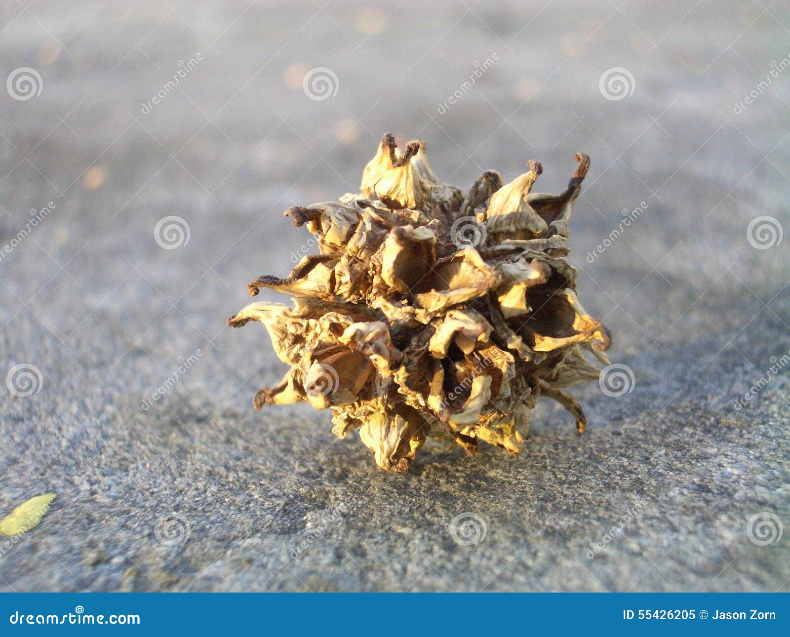 Close Up of Dried Flower Husk on Concrete Stock Image - Image of plant ...