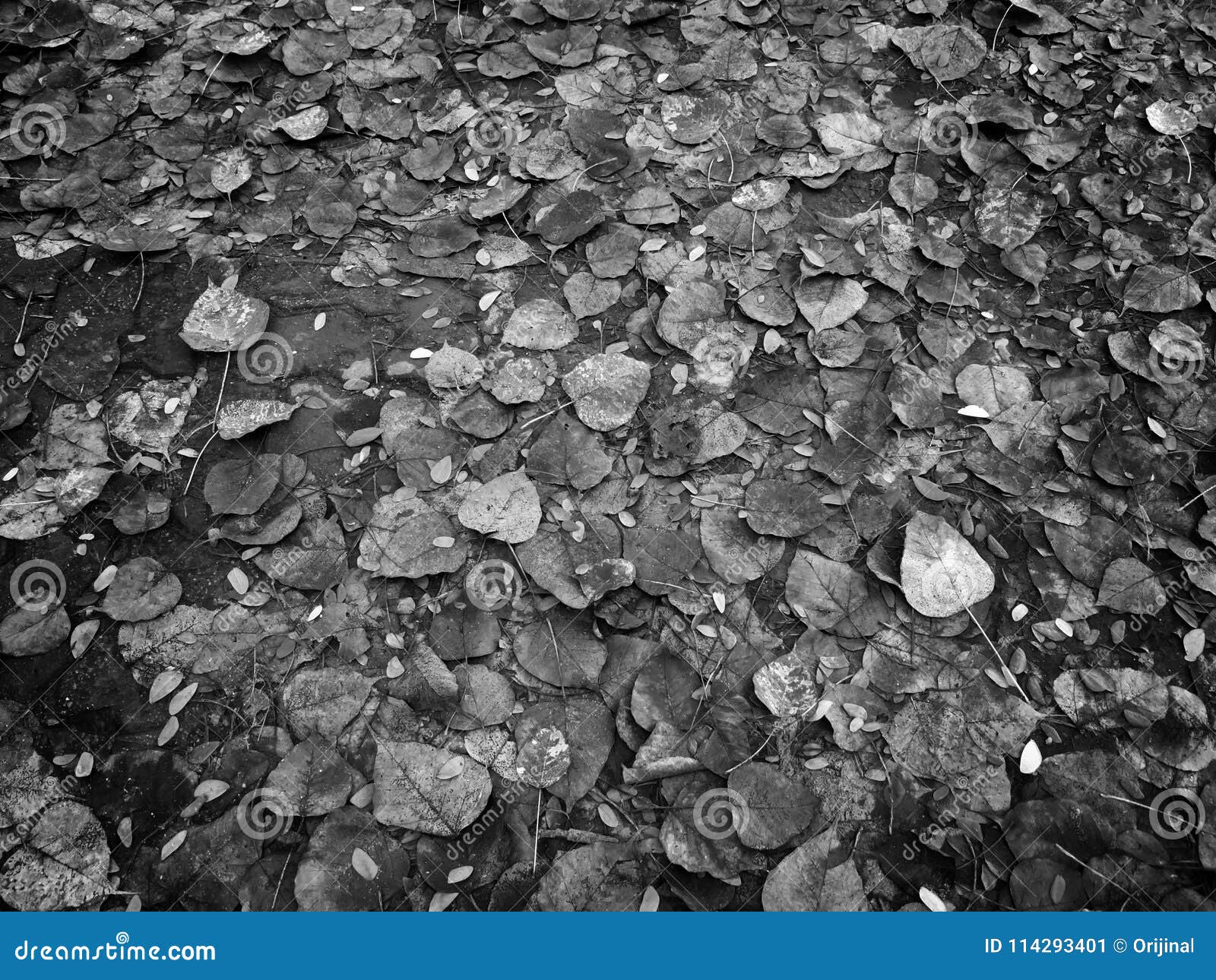 Close Up the Dried Leaves Fall To the Ground Stock Image - Image of ...