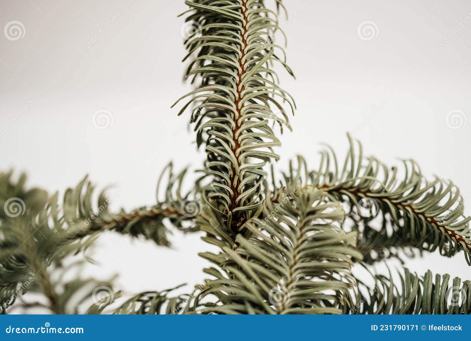 Close-up of Dried Macro Fir Tree Branch Isolated on White Stock Image ...