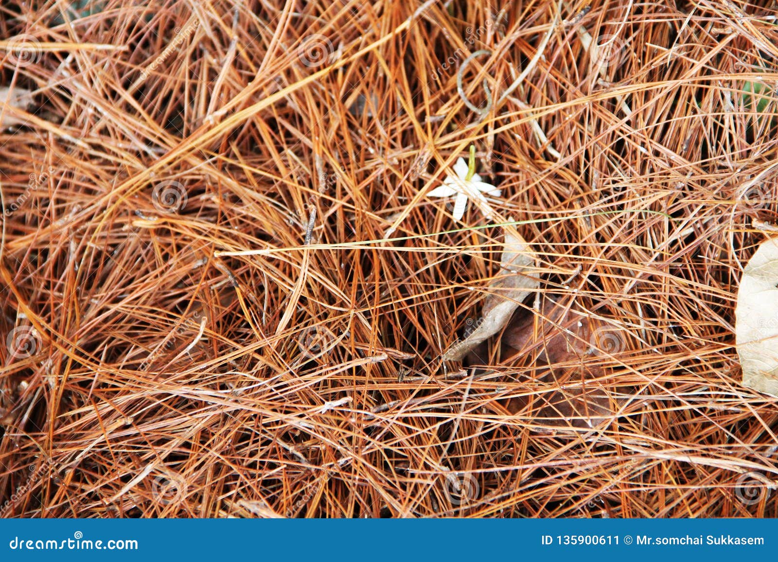 Dried Pine Leaves on the Ground Pattern Background Texture Stock Image ...