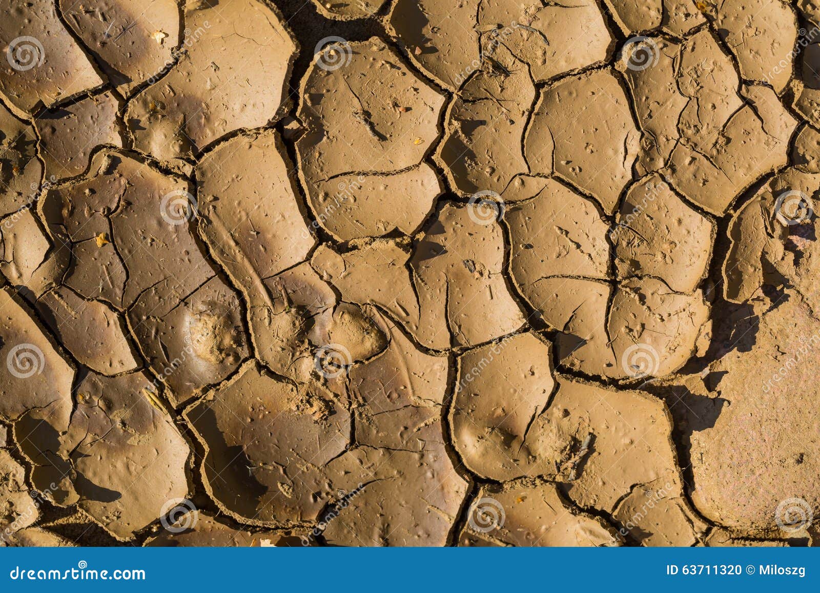 Close up of dried puddle stock photo. Image of cracked - 63711320