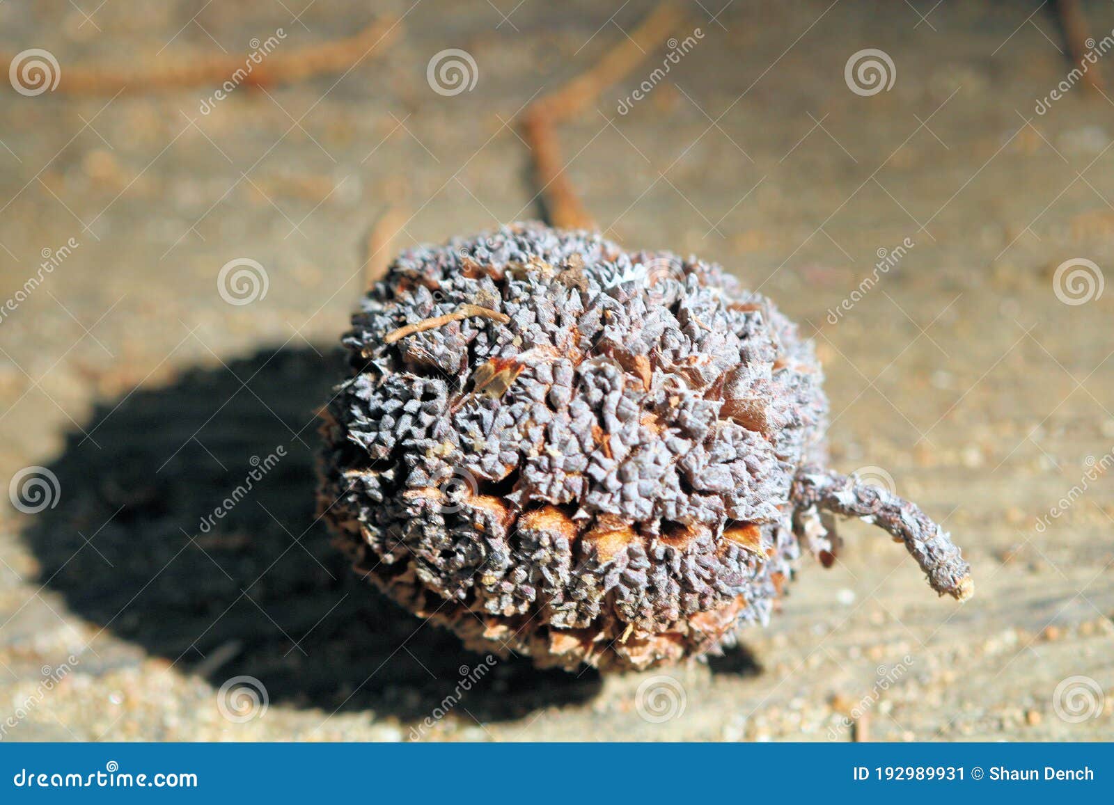 Close Up of a Seed Pod from an Australian Bush Stock Image - Image of ...