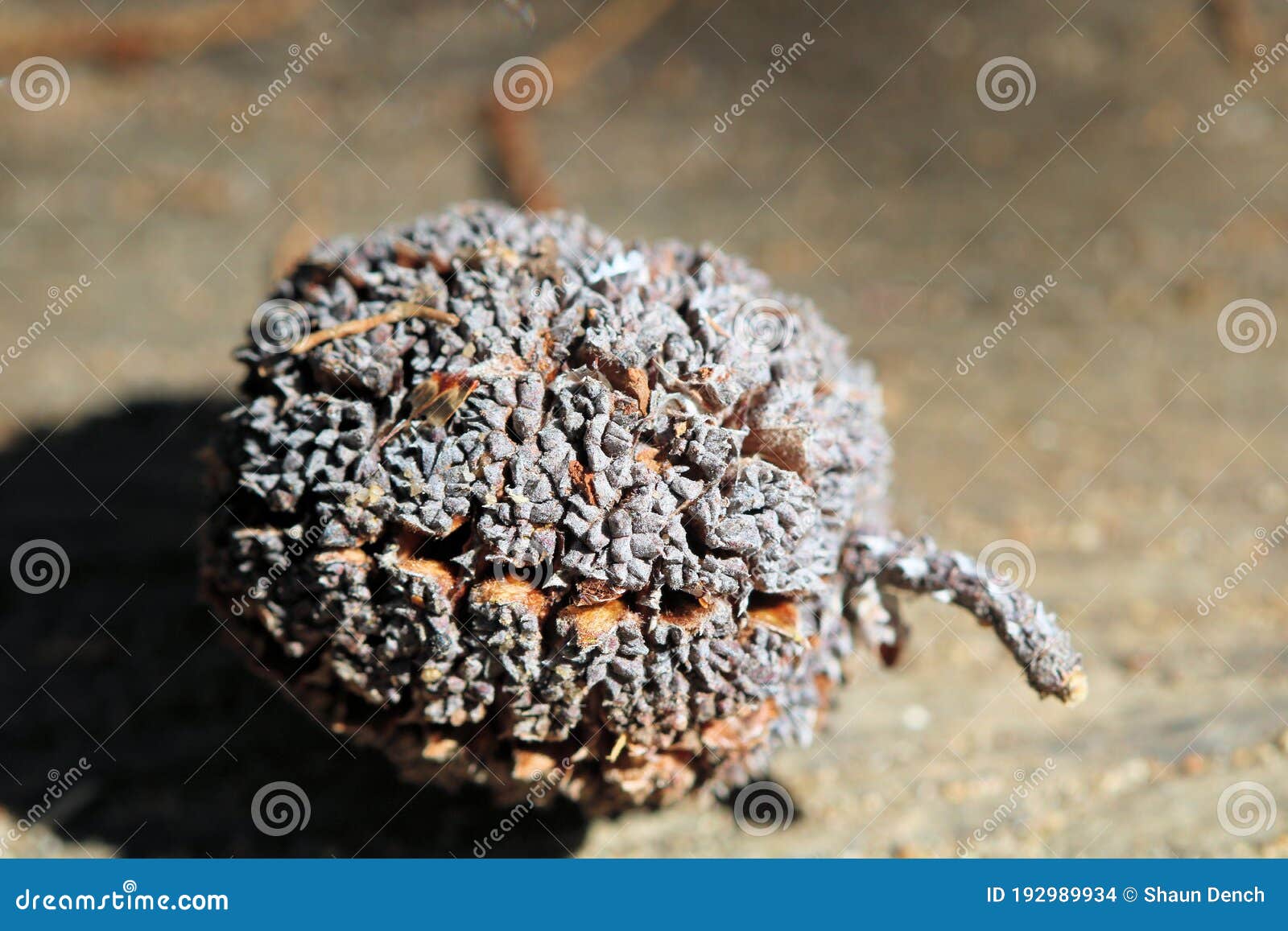 Close Up of a Seed Pod from an Australian Bush Stock Photo - Image of ...