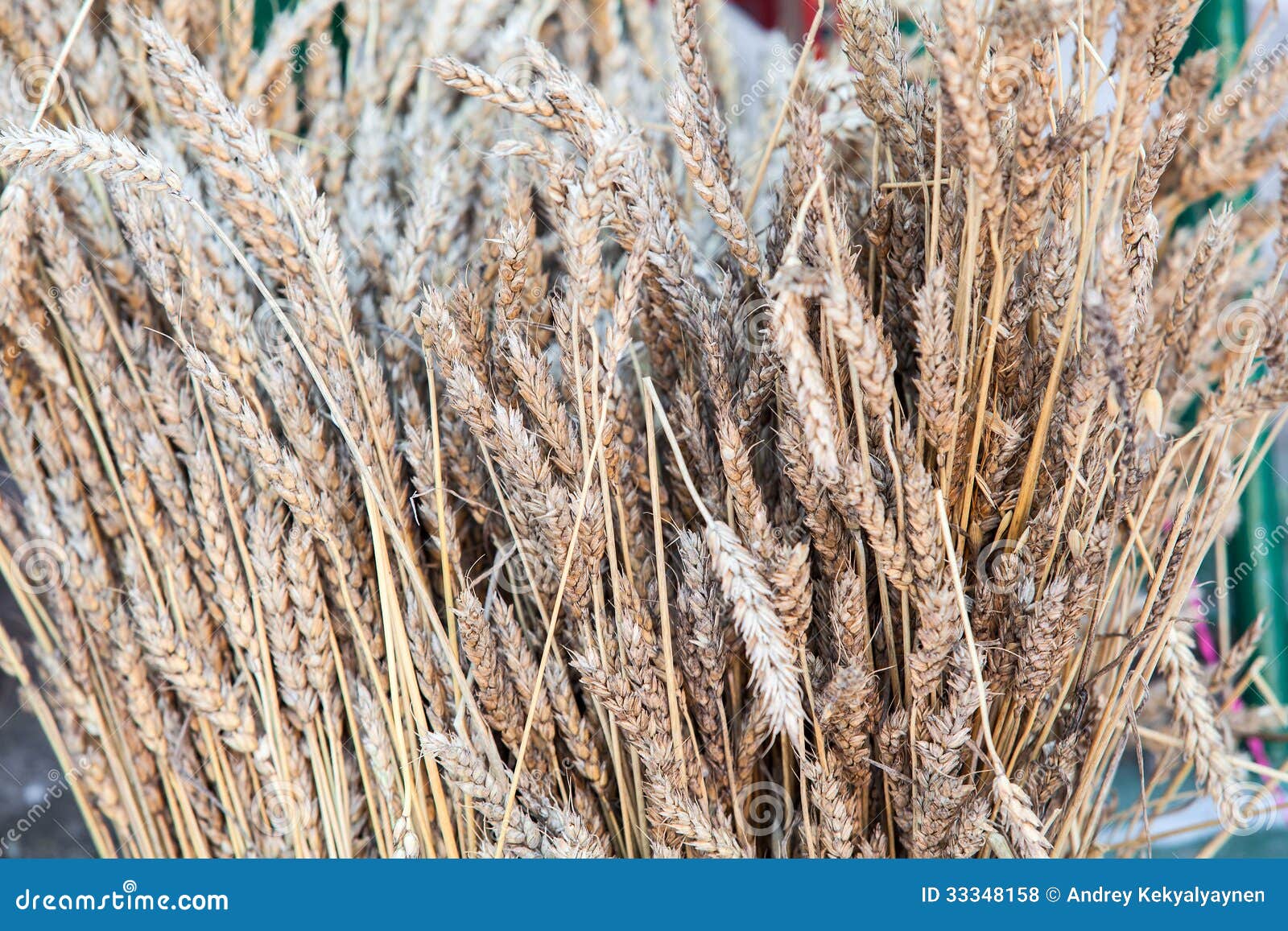 Close-up of Dried Stalks of Wheat Stock Photo - Image of composition ...