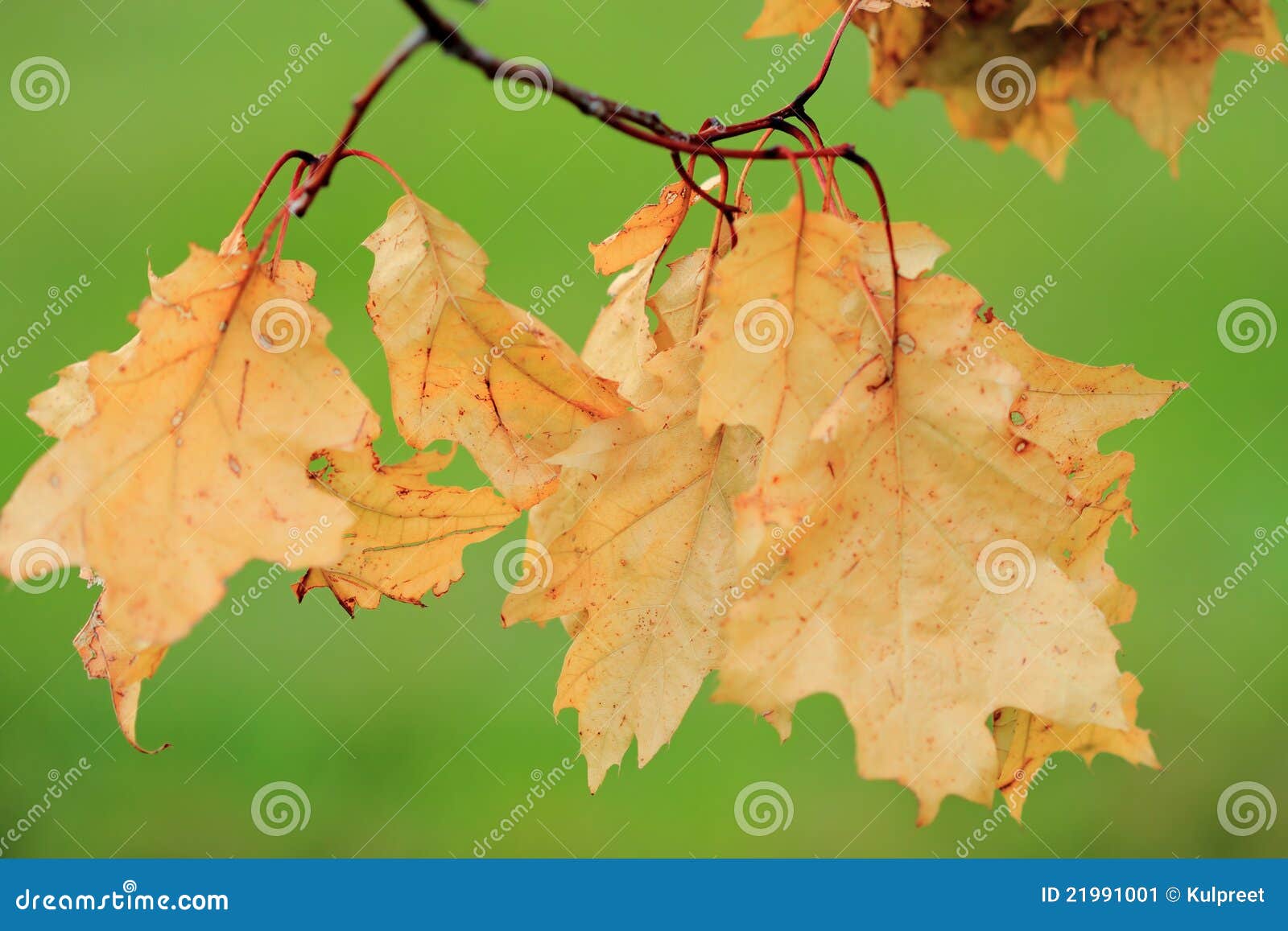 Close Up of Driend Fall Leaves Stock Image - Image of dried, leaf: 21991001