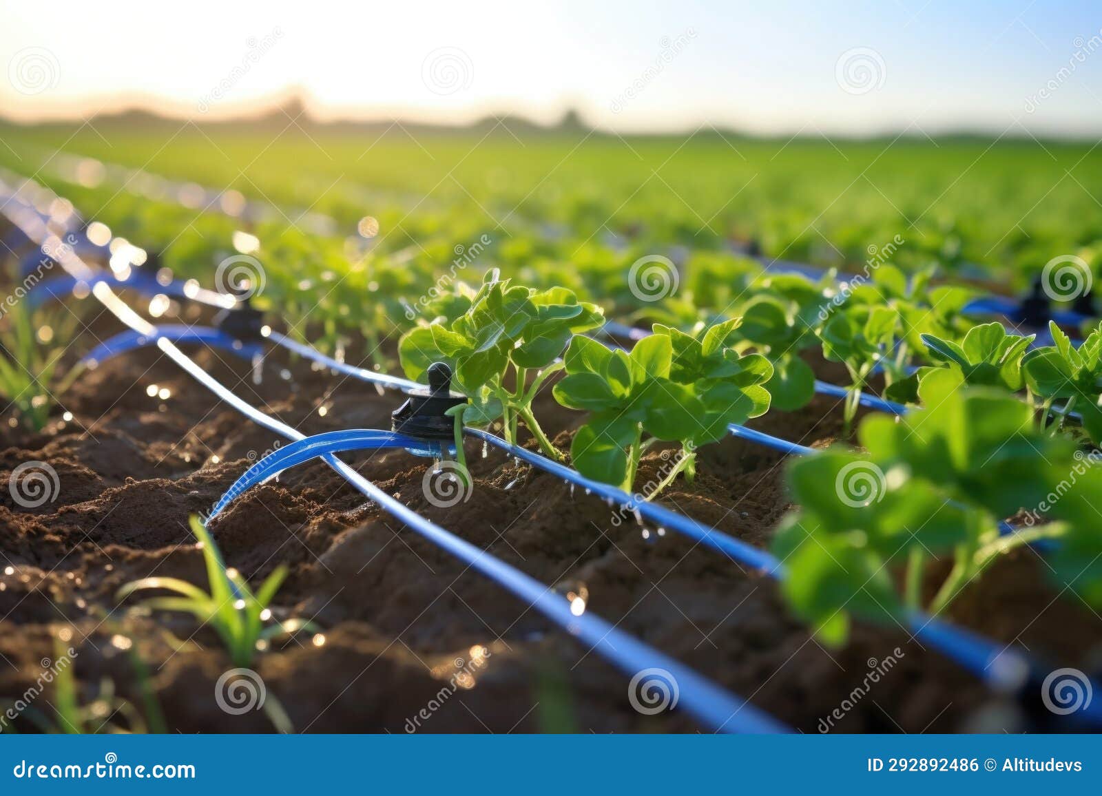 Close-up of Drip Irrigation System in a Field Stock Photo - Image of ...