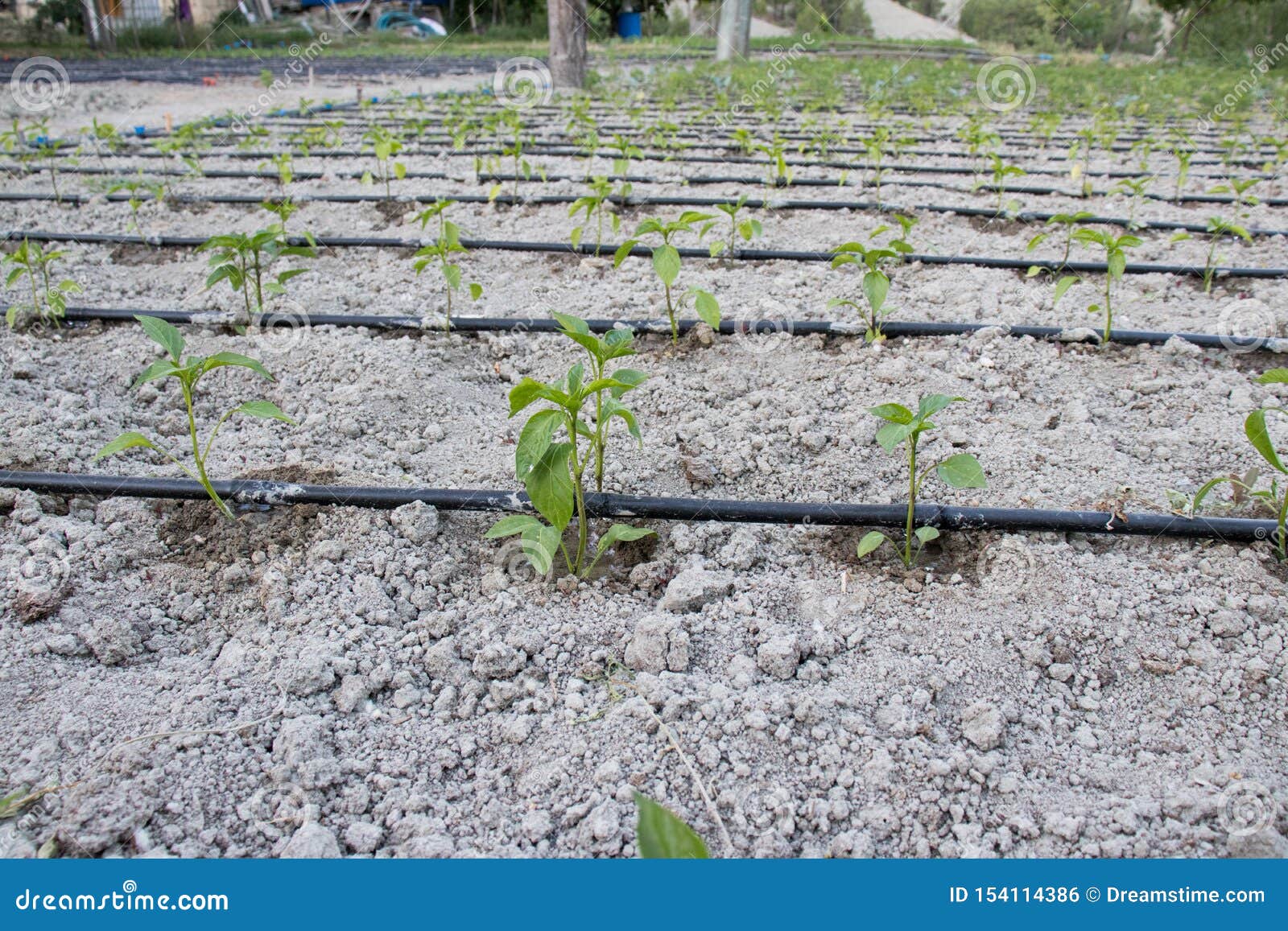 Close Up Drip Irrigation System. Water-saving Drip Irrigation System ...