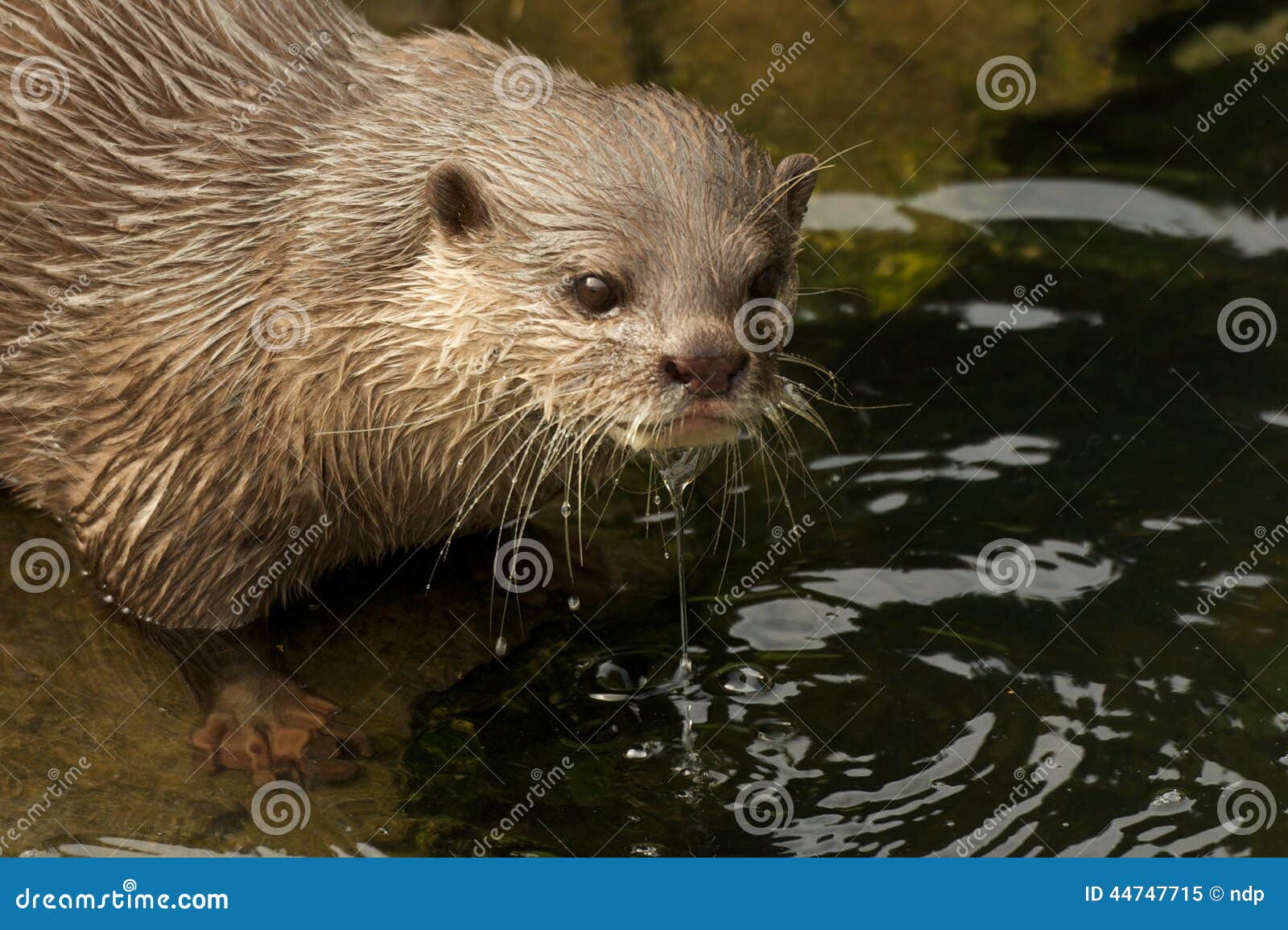 Close-up of Dripping Wet Asian Short-clawed Otter Stock Image - Image ...