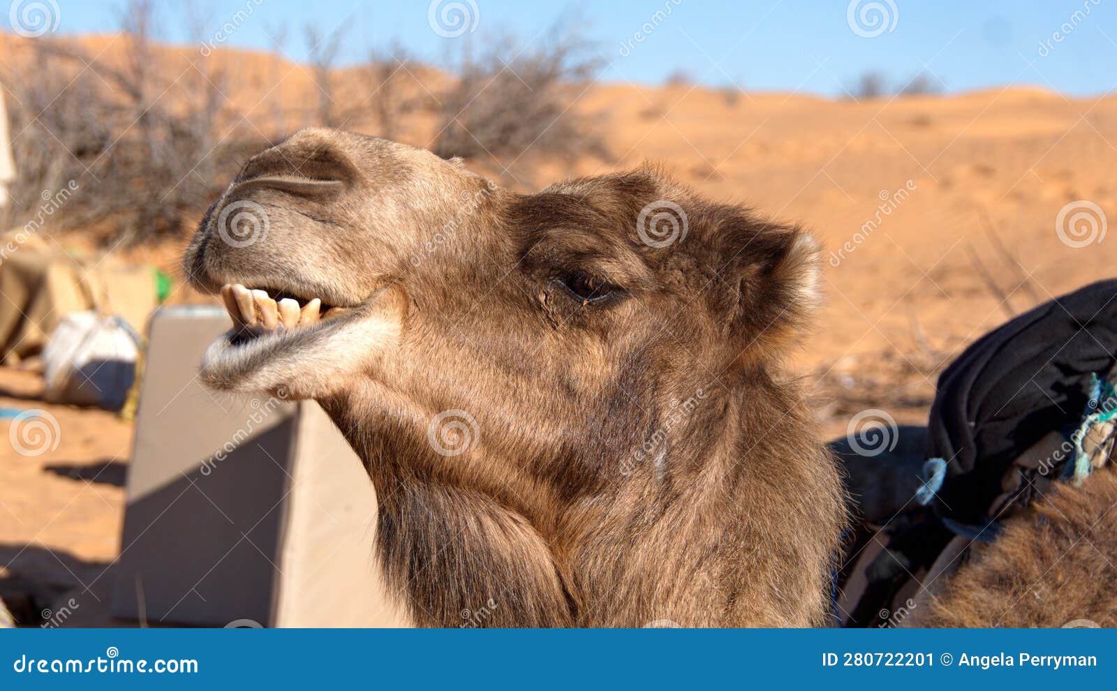 Camel with a Funny Expression in the Desert Stock Image - Image of ...