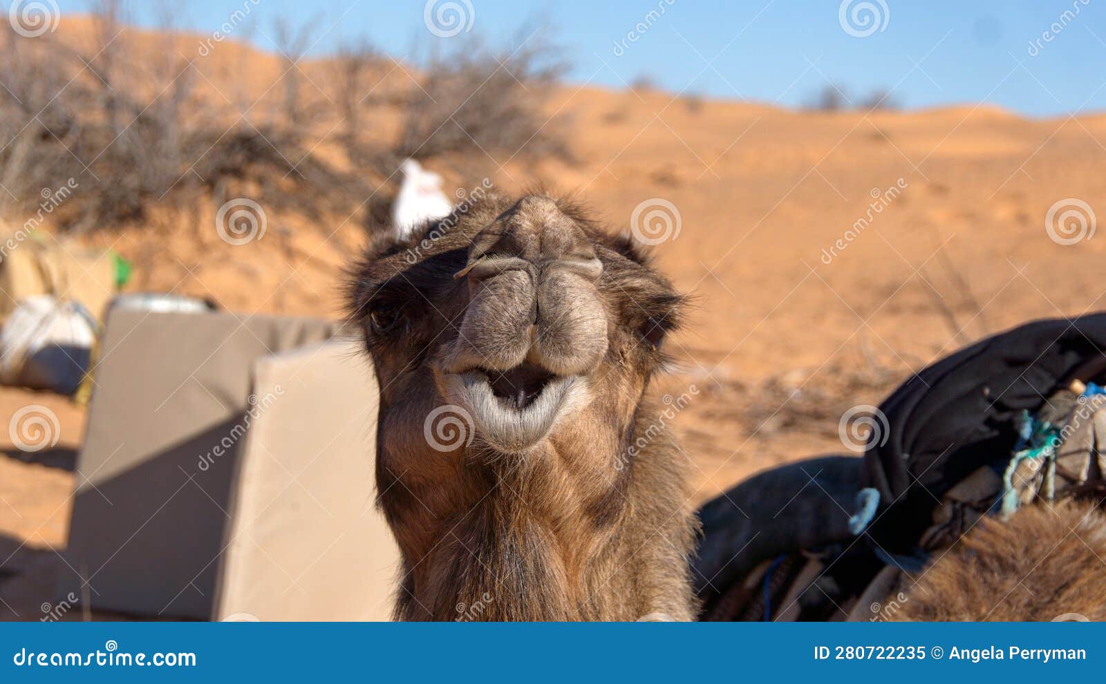 Camel with a Funny Expression in the Desert Stock Image - Image of ...