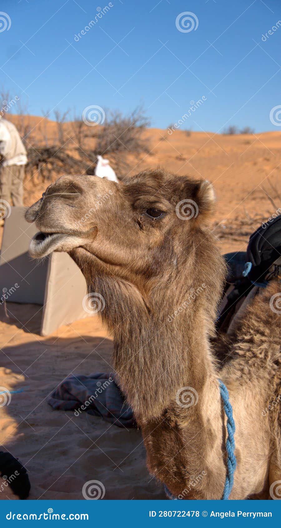 Camel with a Funny Expression in the Desert Stock Photo - Image of ...