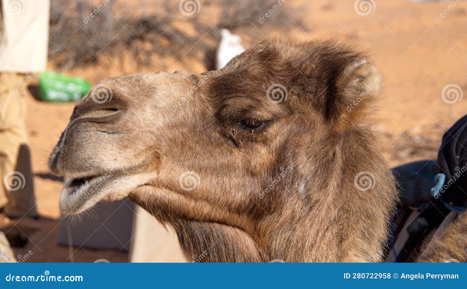 Camel with a Funny Expression in the Desert Stock Photo - Image of face ...
