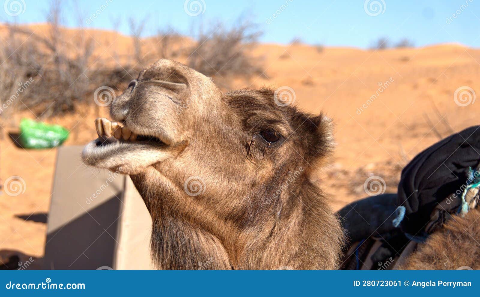 Camel with a Funny Expression in the Desert Stock Image - Image of ...