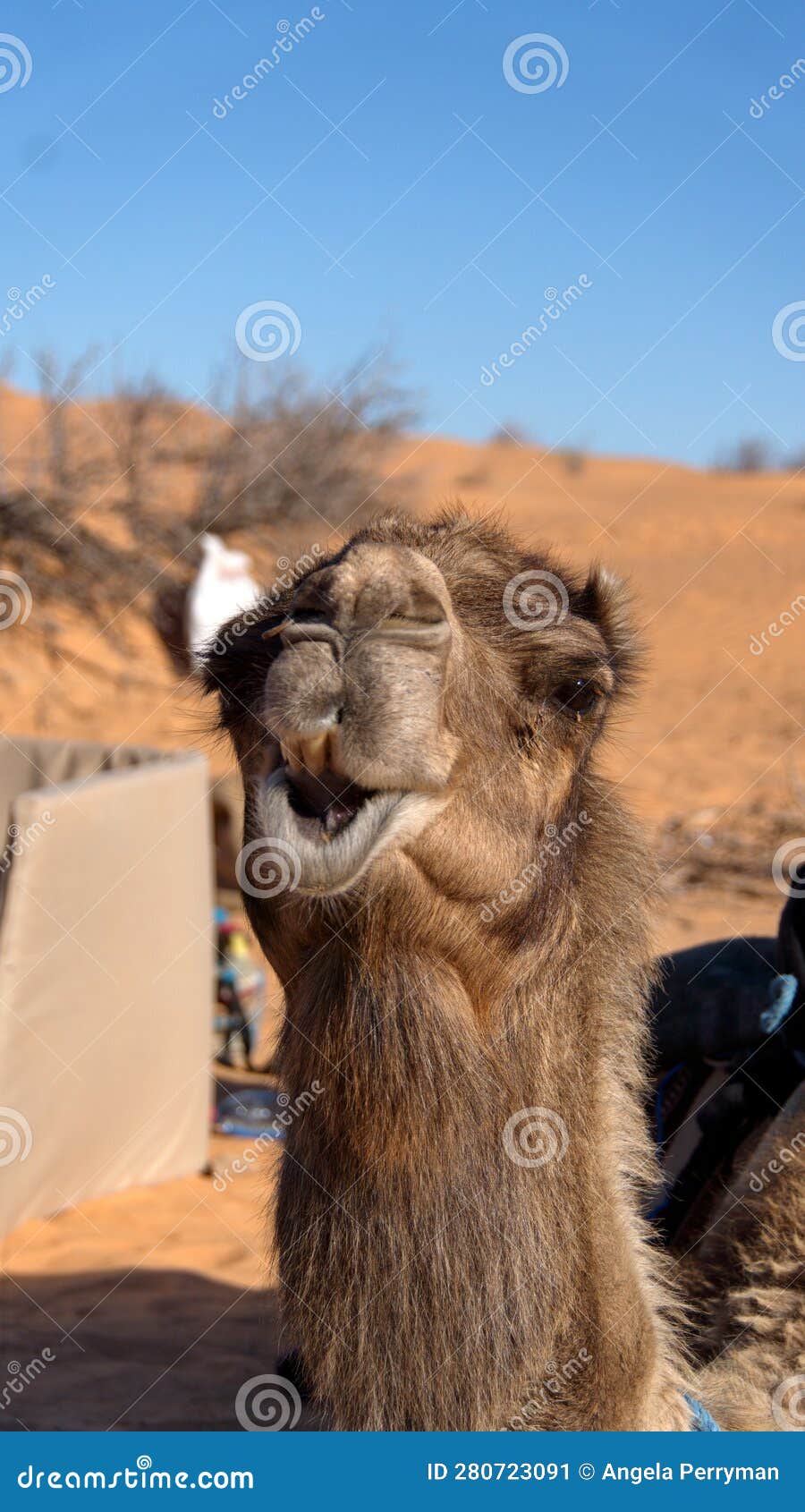 Camel with a Funny Expression in the Desert Stock Image - Image of ...