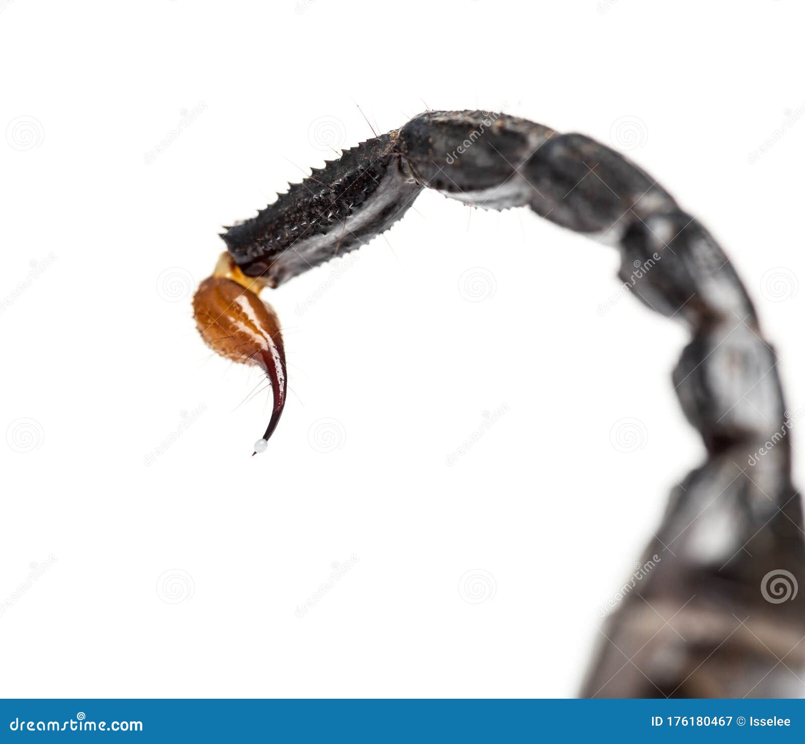 Close-up of a Drop of Venom on the Tail of a Emperor Scorpion Stock ...