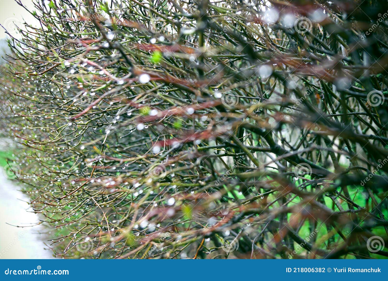 Close Up of a Drop of Water on Branches of Bushes after Rain in Stock ...