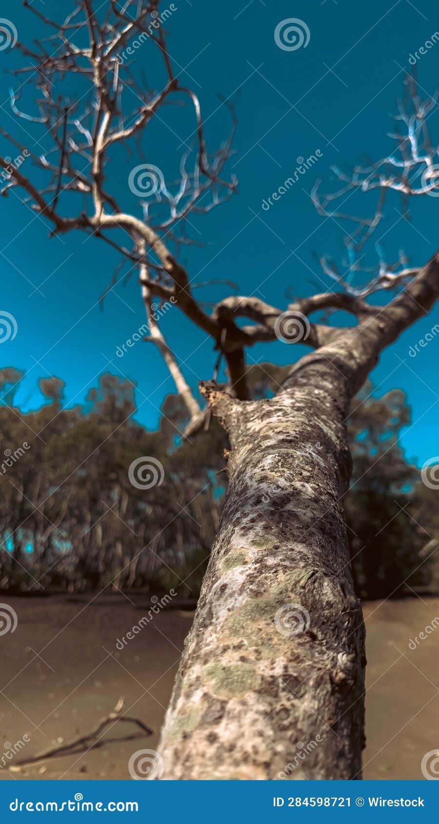 Close-up of a Dry, Bare Tree Leaning Towards the Ground Stock Image ...