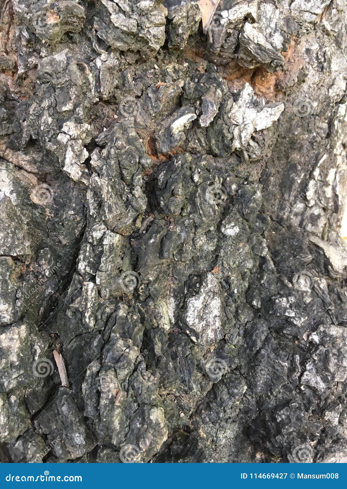 Dry bark tree texture stock image. Image of ragged, nature - 114669427