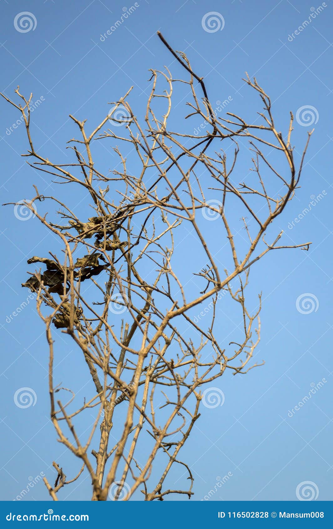 Dry basil tree in garden stock photo. Image of close - 116502828