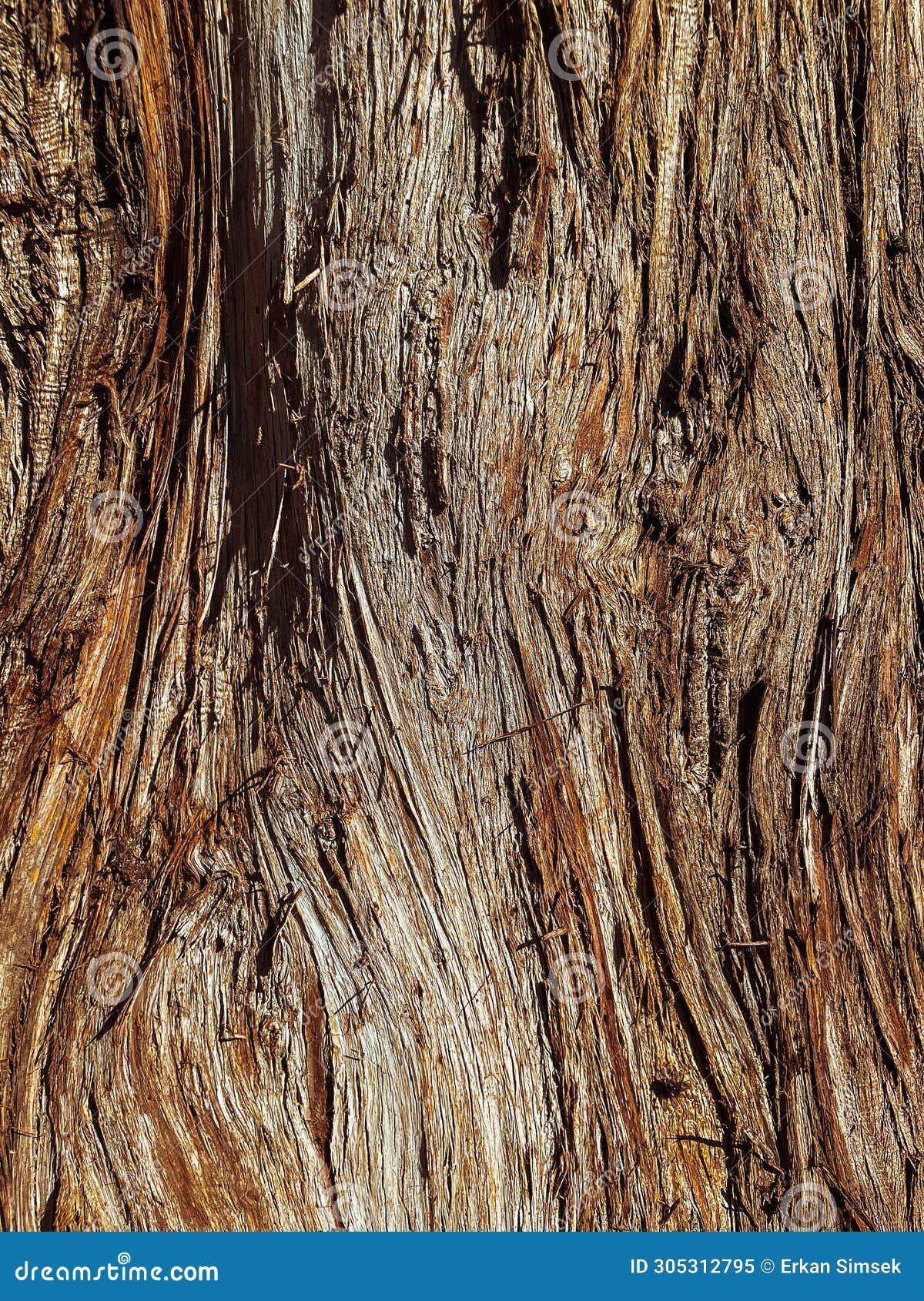 Close Up Dry Big Teak Tree Bark Texture Stock Image - Image of closeup ...