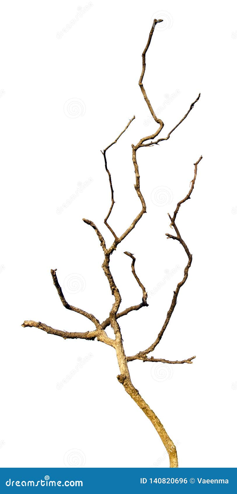 Close up of dry branch stock photo. Image of concept - 140820696