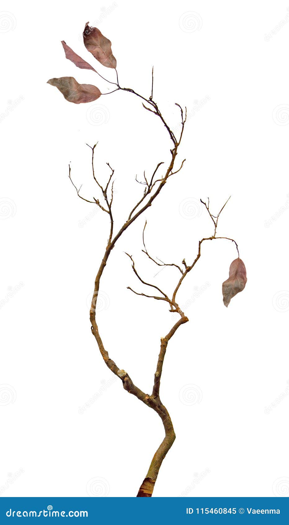 Dry branch stock image. Image of nature, climate, background - 115460845