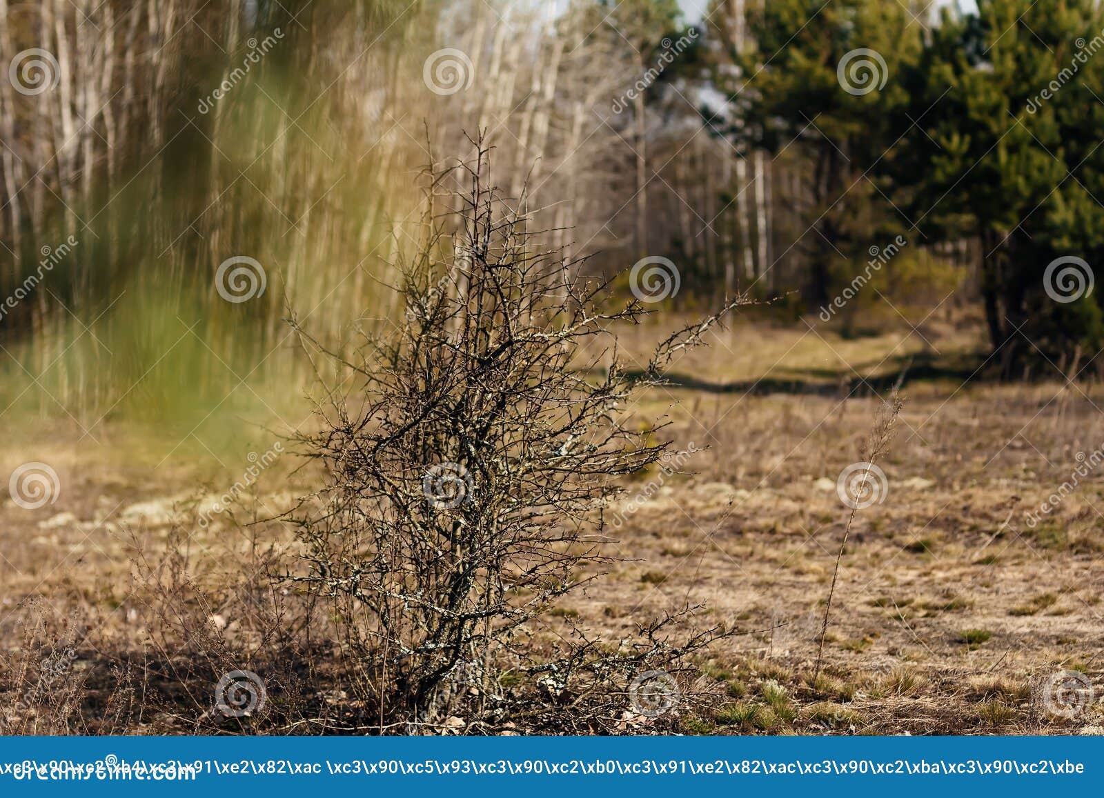 Close Up Dry Branch Tree. Grey Dry Bush Stock Image - Image of bush ...