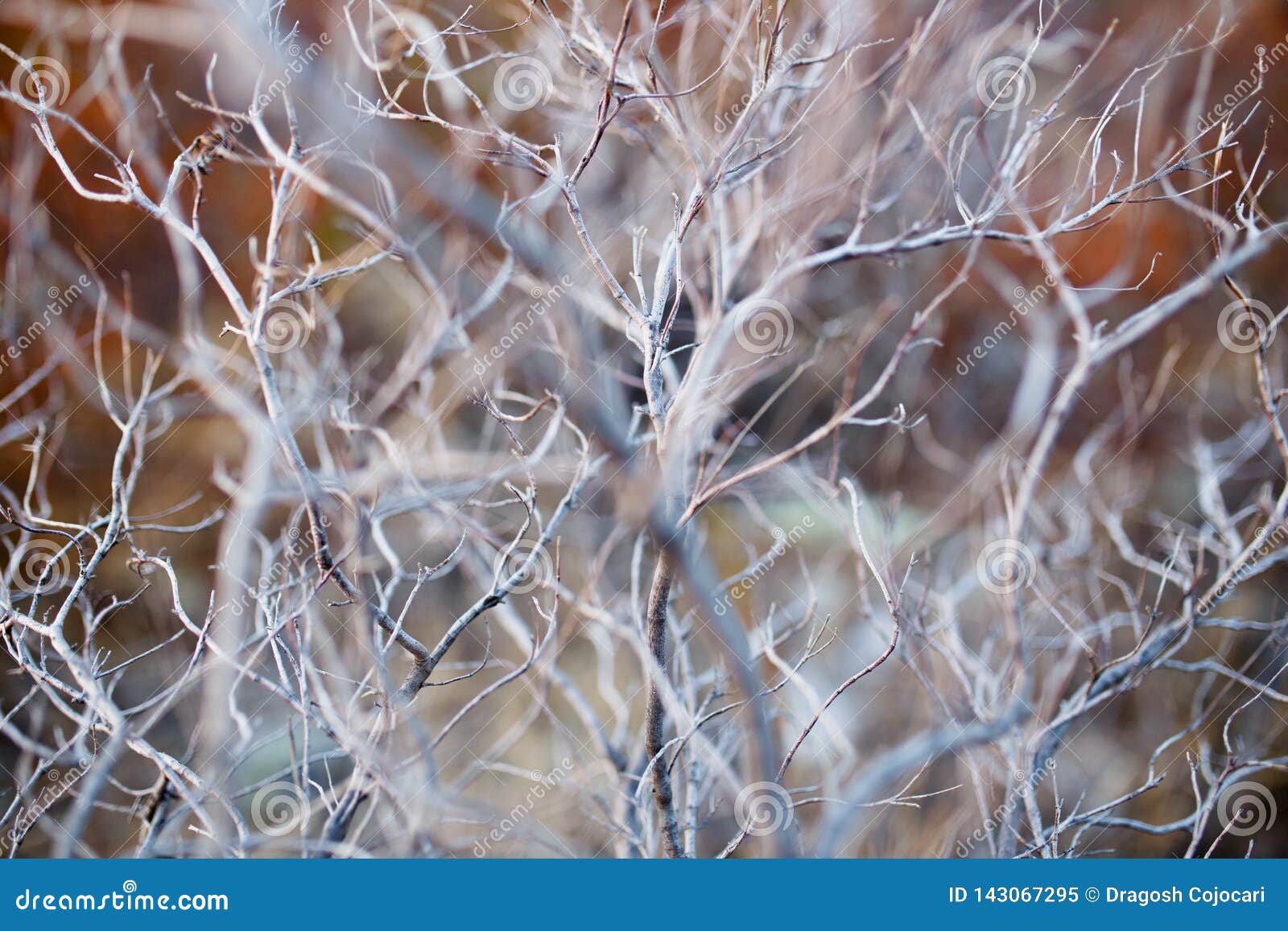 Close Up of Dry Branch Tree, Macro Texture of a Grey Dry Bush Stock ...
